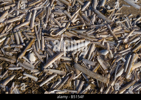 Razor Shell washed up on a beach Stock Photo - Alamy