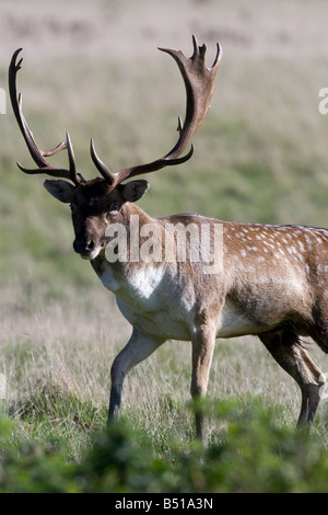Fallow Deer Buck - alert stance during the autumnal rut Stock Photo - Alamy