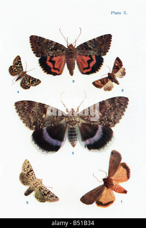 Different types of moths Stock Photo - Alamy