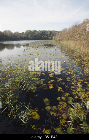 Bosherston Fish Ponds Pembrokeshire Wales Stock Photo - Alamy
