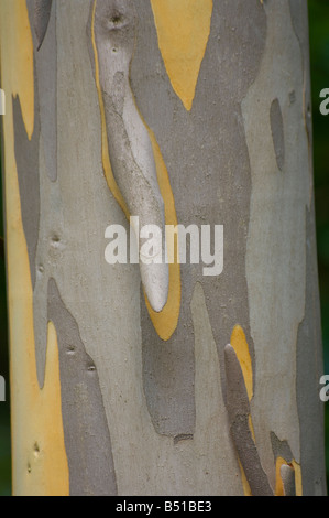 Shining gum (Myrtaceae Eucalyptus nitens), New Forest Arboretum, UK ...