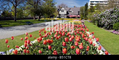 A scenic photo in Christchurch, New Zealand of the spring flowers in ...