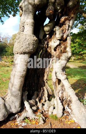 Pollarded beech trees in an autumn woodland scene. England, UK Stock ...