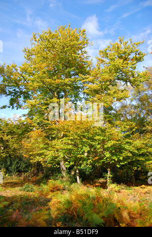 Ancient pollarded beech trees at Burnham Beeches National Nature ...