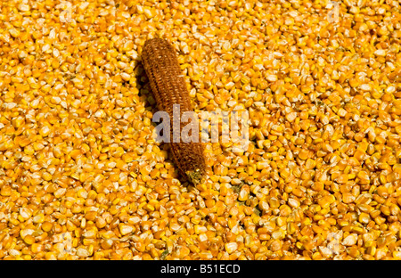 Corn Grains Drying in the Sun on a Tarpaulin on a Farm Stock Photo - Alamy