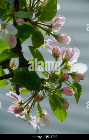 Deciduous trees budding in spring in Maine's Acadia National Park Stock ...
