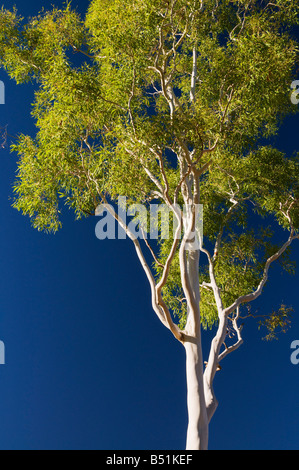 Ghost gum tree with blue sky and red sandstone dome Stock Photo - Alamy