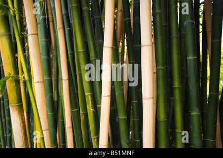 Giant Bamboo, Long Beach, California, USA Stock Photo - Alamy