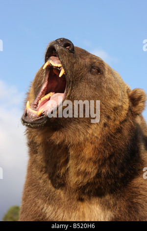 Brown bear snarl Stock Photo - Alamy