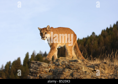 Mountain lion, cougar, puma, on rocks Stock Photo - Alamy