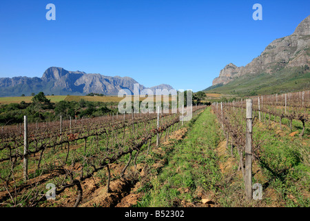 Plaisir de Merle wine estate, South Africa Stock Photo - Alamy