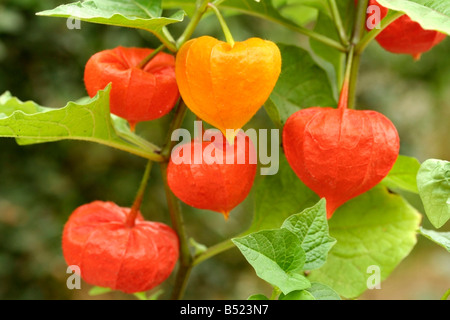 Autumnal decoration with Chinese lantern plant (Physalis alkekengi ...