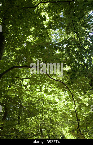 Beech forest with green leaves on the branches and mossy trunks. On the ...