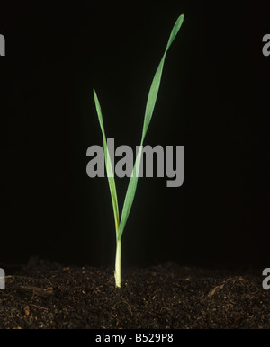 Drooping brome Bromus tectorum seedling grass stage 21 one tiller Stock ...
