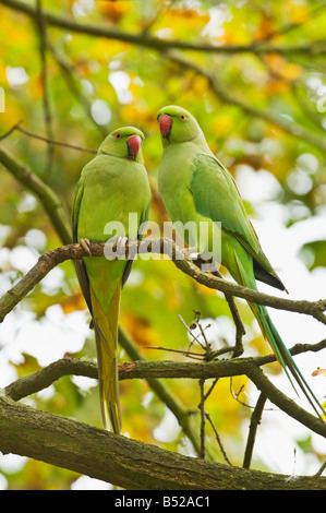 Richmond Park, London, England. Rose-ringed parakeet emerging from hole ...