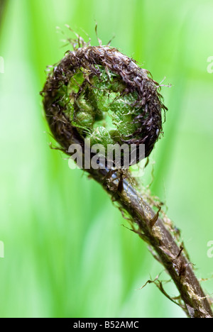 coiled up single fern Stock Photo - Alamy