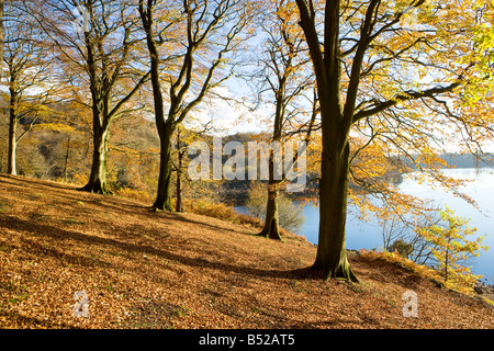 Anglezarke lake in Lancashire with Beech wood in autumn Stock Photo - Alamy