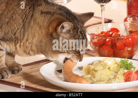 bad habit: domestic cat eating spaghetti Stock Photo - Alamy
