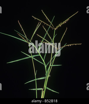 Bermuda grass Cynodon dactylon flowering grass weeds Stock Photo - Alamy