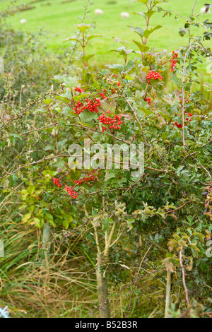 newly planted native hedgerow on a UK farm Stock Photo - Alamy