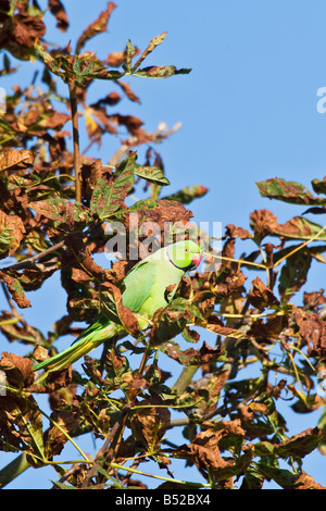 Richmond Park, London, England. Rose-ringed parakeet emerging from hole ...