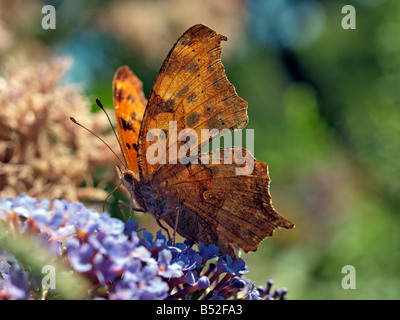 Question Mark Butterfly Stock Photo - Alamy