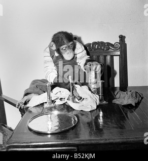 Susan pet. Chimp of Miss Molly Badham seen here helping with the ...