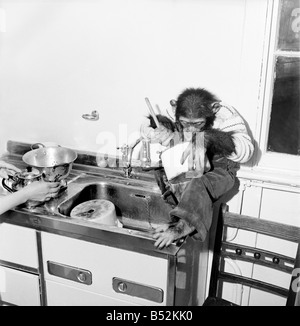 Susan pet. chimp of Miss Molly Badham seen here helping with the ...