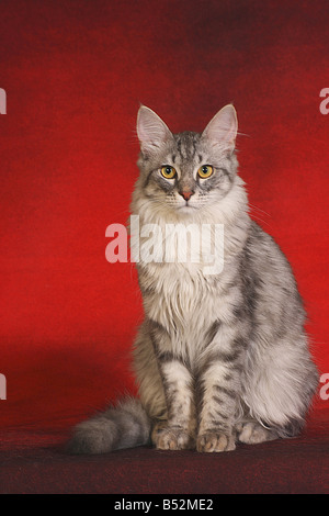 Tabby turkish angora cat sitting looking aside away isolated on a white ...