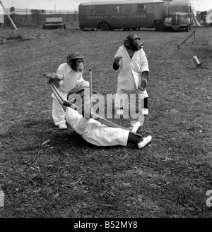 Animals Humour Monkeys playing Cricket. May 1953 D2836 Stock Photo - Alamy