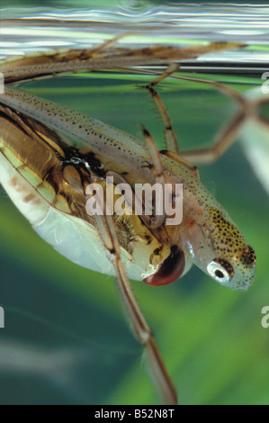 A Backswimmer (Notonecta undulata) with captured minnow trout, Colorado ...