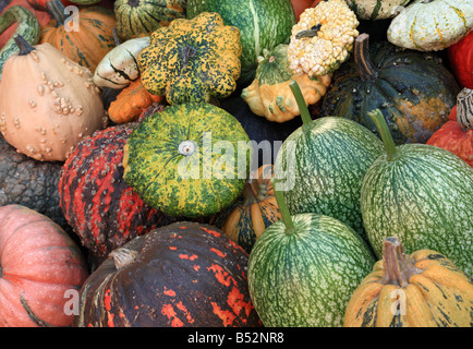 Multicoloured multicolored and multishaped pumpkins Stock Photo - Alamy