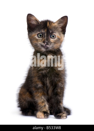 Tortoiseshell cat staring Stock Photo - Alamy