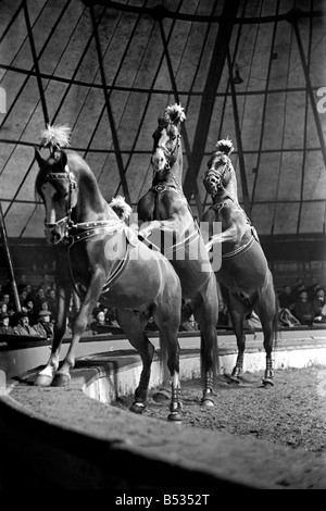 Bertram Mills Circus at Luton. April 1950 O23401-006 Stock Photo - Alamy