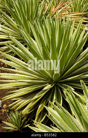 Agave angustifolia genus agavaceae plant plants growing in a garden ...