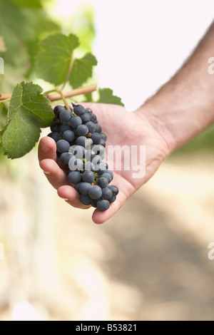 Red grapes at vineyard close up shot Stock Photo - Alamy