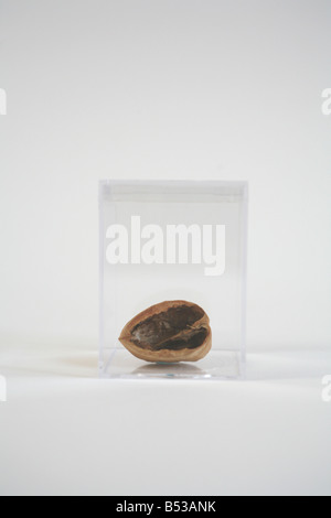 walnut half on half shell Stock Photo - Alamy