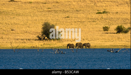 elephant at mankwe dam Stock Photo - Alamy