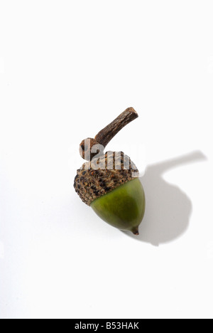 single acorn or oak nut and his cap apart, top view, white background ...