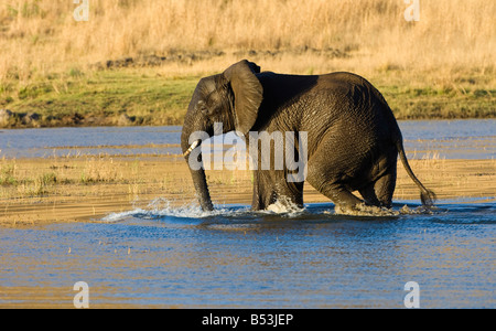 elephant at mankwe dam Stock Photo - Alamy