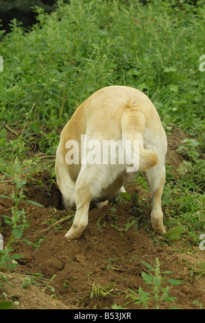 digging Labrador Retriever Stock Photo - Alamy
