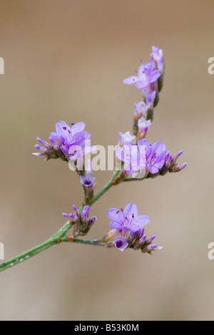 Limonium sp Limonium sp Stock Photo - Alamy