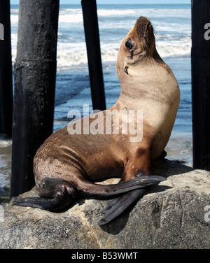 Sea lions are characterized by external ear flaps, long fore flippers ...