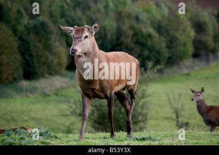 Deer in Lincolnshire deer farm Stock Photo - Alamy