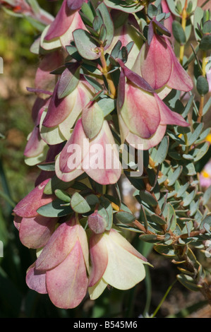 Pimelea physodes, Qualup Bell Stock Photo - Alamy