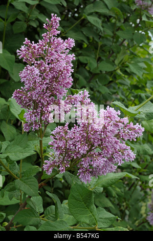 Hungarian Lilac (syringa josikaea Stock Photo - Alamy