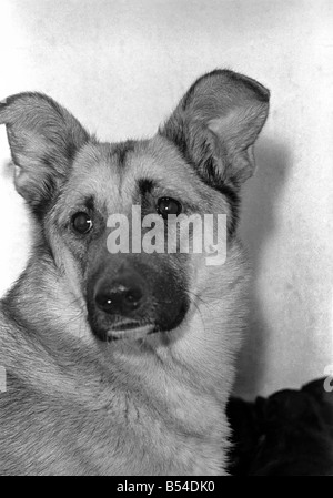 Cute animals. Dogs. Sheba the 12 month old Alsatian with the 3 week old ...