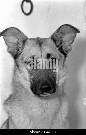 Cute animals. Dogs. Sheba the 12 month old Alsatian with the 3 week old ...