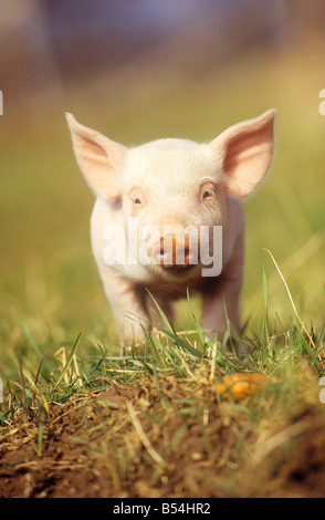 Some piglets run in a meadow Stock Photo - Alamy