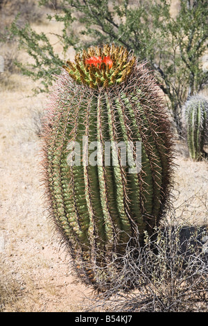 ball shaped cactus in botanical garden Stock Photo - Alamy